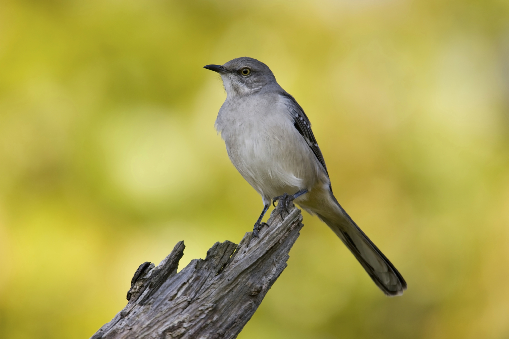 Northern Mockingbird (Mimus polyglottos) – Junior League of Charleston